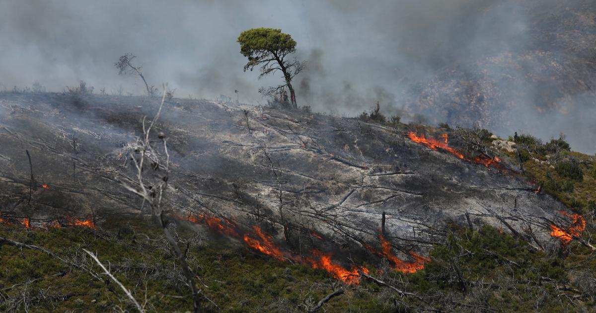 Φωτιά στη Δαδιά: Εντοπίστηκαν δεκάδες απανθρακωμένες σοροί μεταναστών στο δάσος | Alfavita